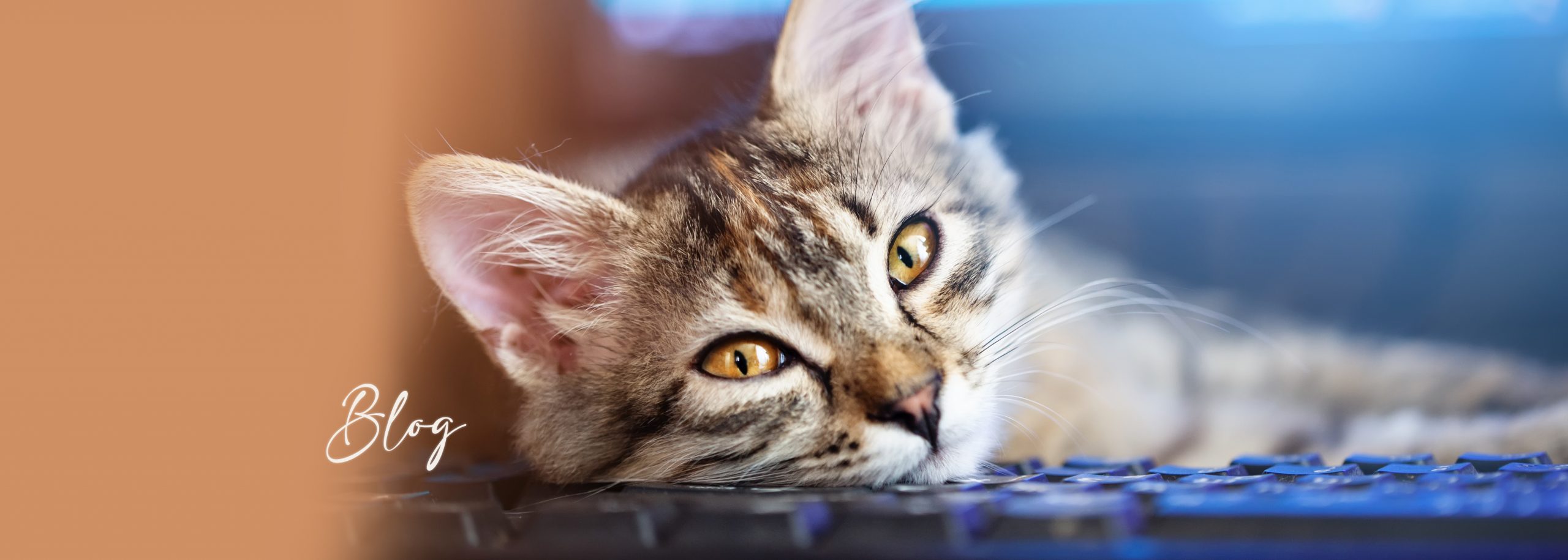 2021 Blog – Nancy Coco Coaching